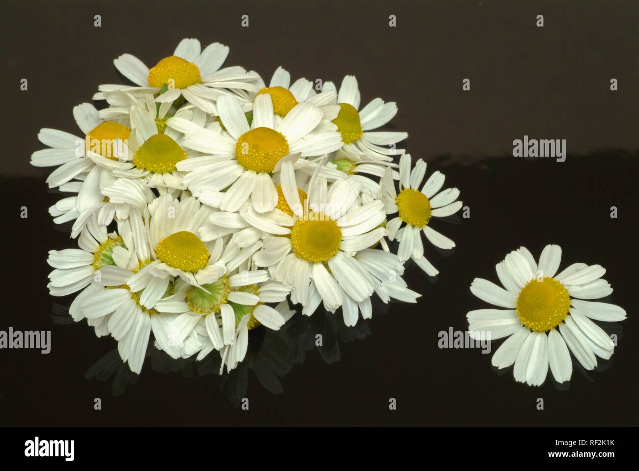 Wild - or German Chamomile (Chamomilla recutita, Matricaria recutita ...