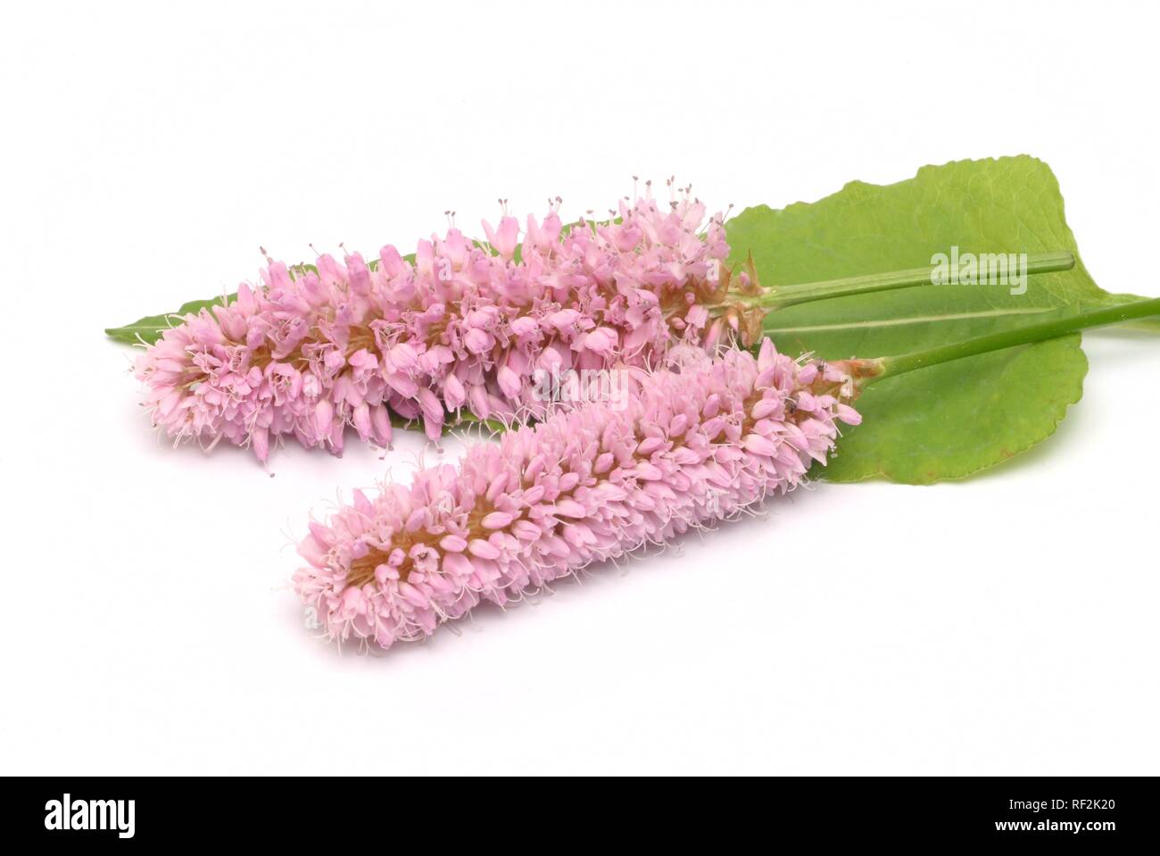 Bistort (Polygonum bistorta), medicinal plant Stock Photo - Alamy