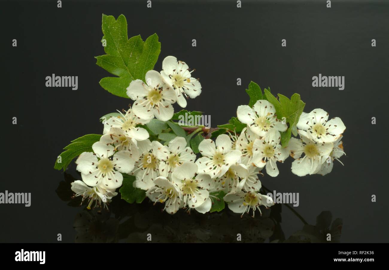Hawthorn (Crataegus), medicinal plant Stock Photo - Alamy