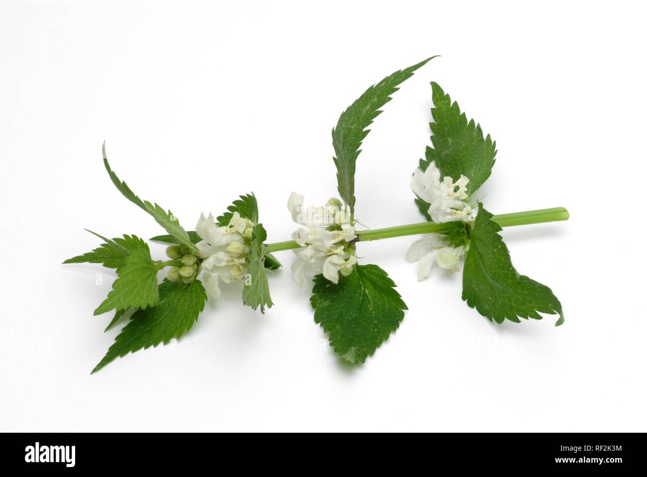 White Deadnettle (Lamium album), medicinal plant Stock Photo - Alamy
