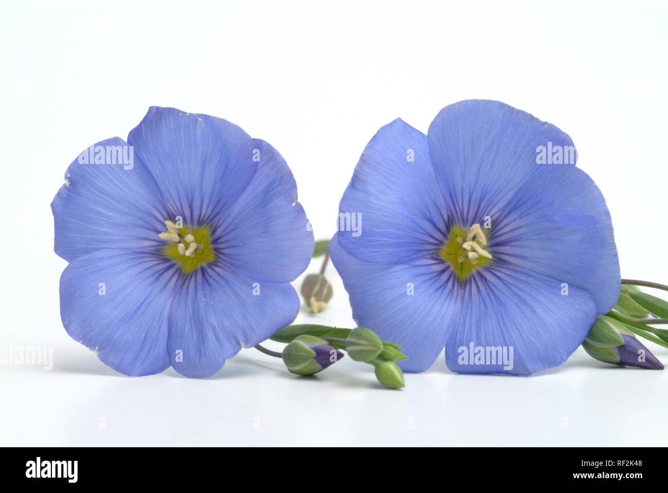 Flax or Linseed (Linum usitatissimum), medicinal plant Stock Photo - Alamy