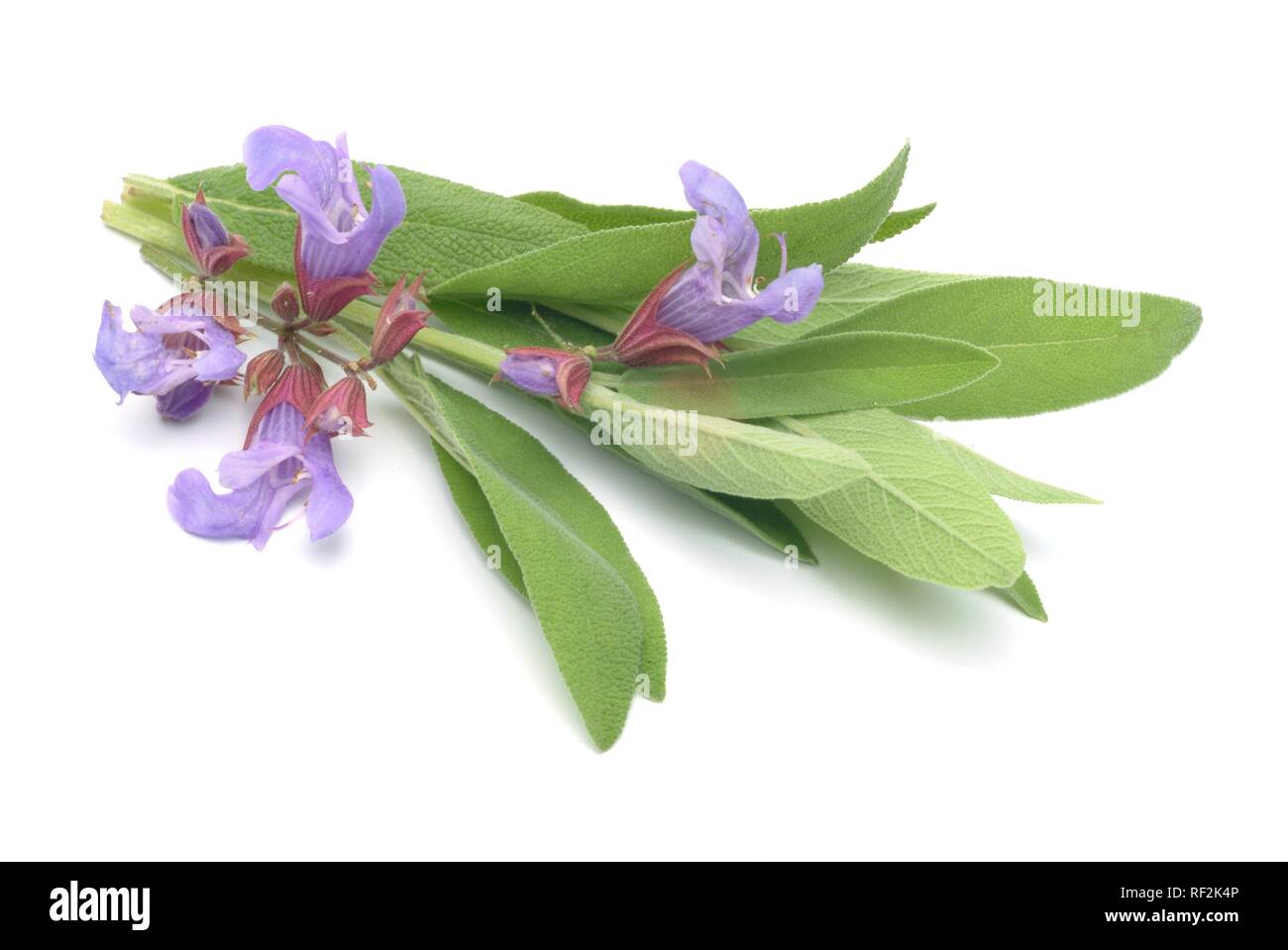 Common Sage (Salvia officinalis), medicinal plant, herb Stock Photo - Alamy