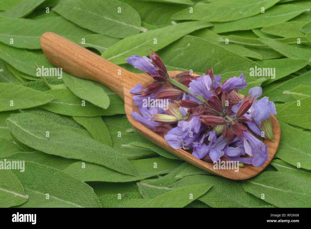Common Sage (Salvia officinalis), medicinal plant, herb Stock Photo - Alamy
