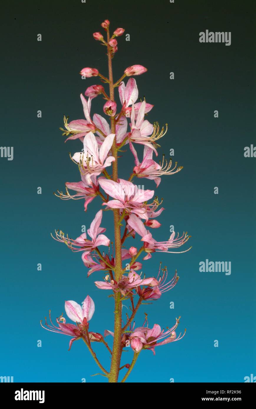 Burning Bush, False Dittany, White Dittany or Gas-plant (Dictamnus ...