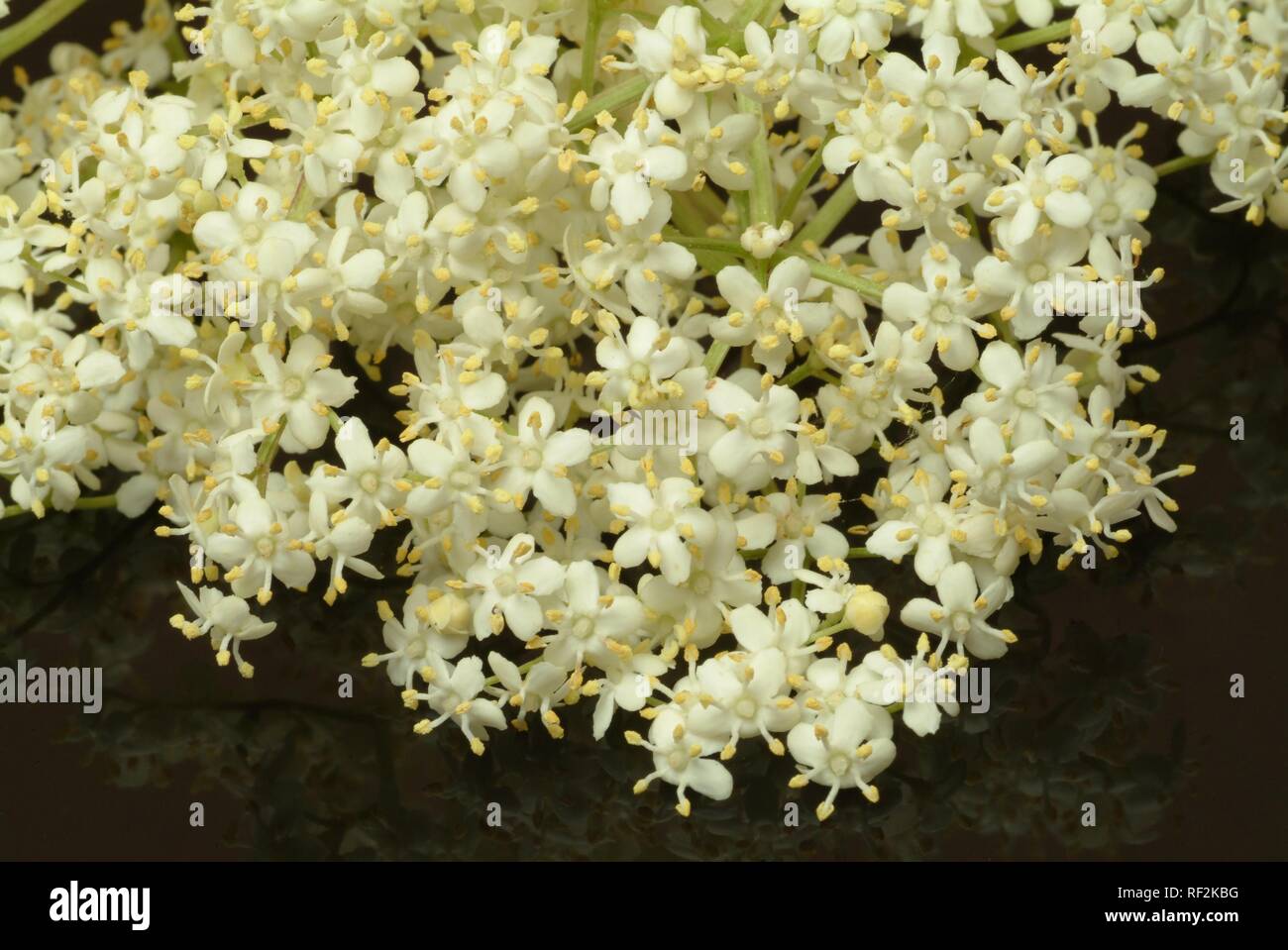 Elder black elder european elderberry hi-res stock photography and ...
