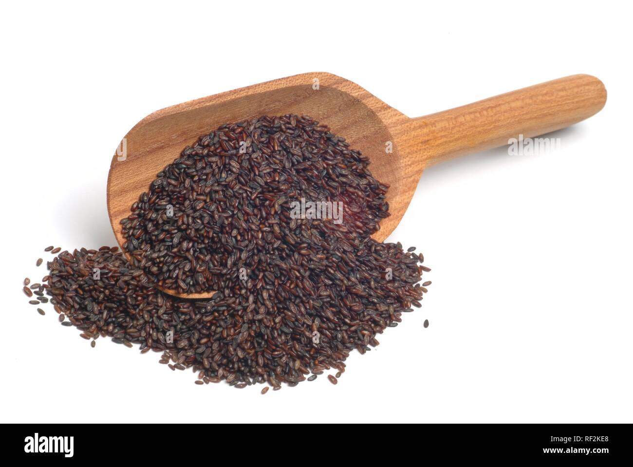 Sand Plantain (Plantago psyllium), seeds, medicinal plant, herb Stock ...