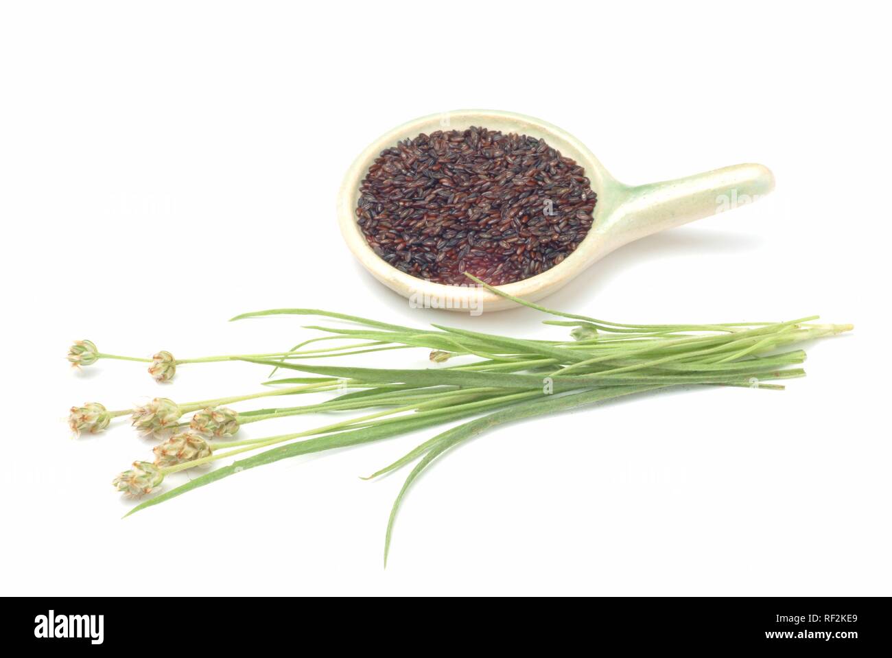 Sand Plantain (Plantago psyllium), seeds, medicinal plant, herb Stock ...