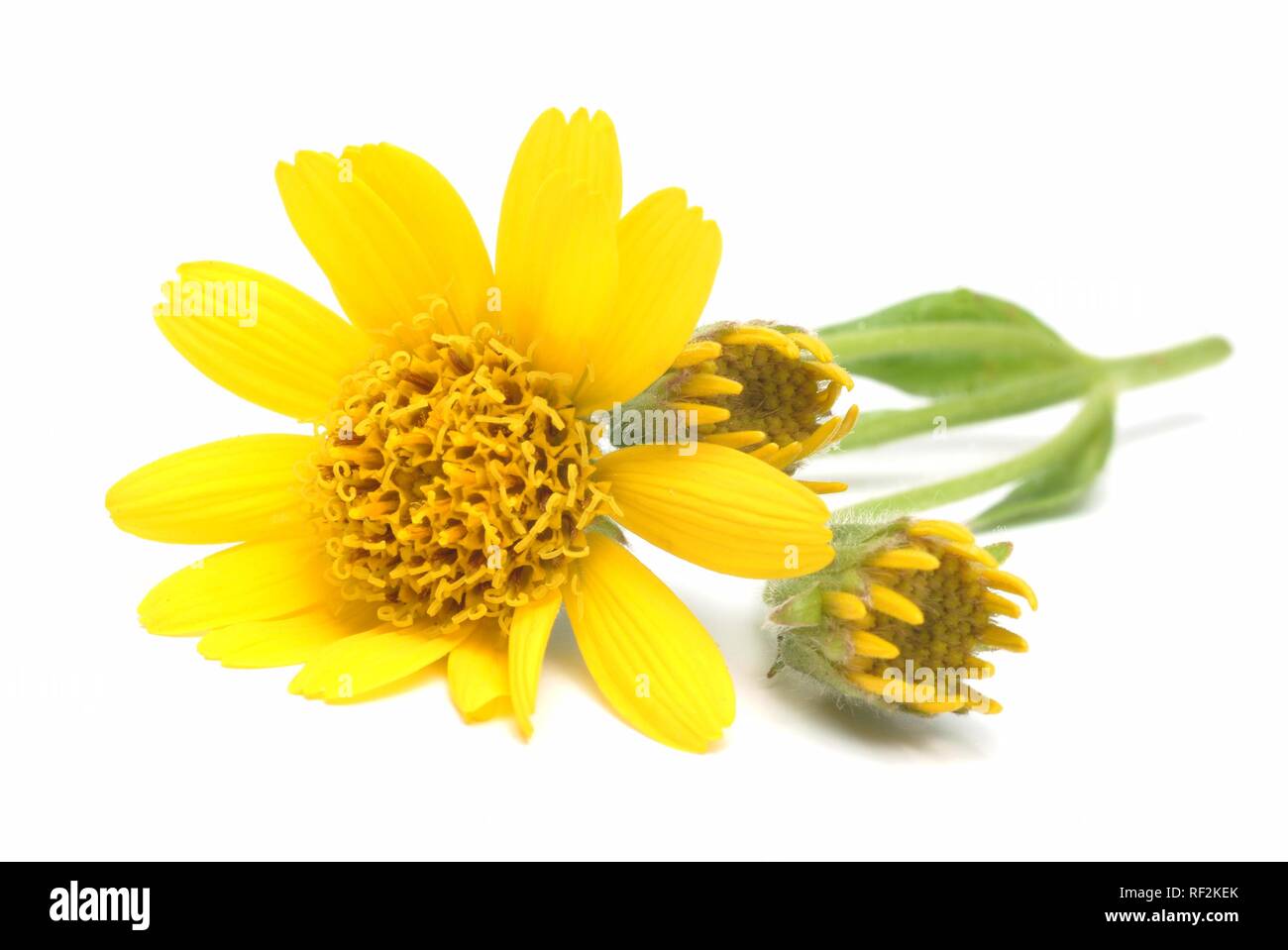 Mountain Tobacco, Wolfs´s Bane or Leopard's Bane (Arnica montana ...