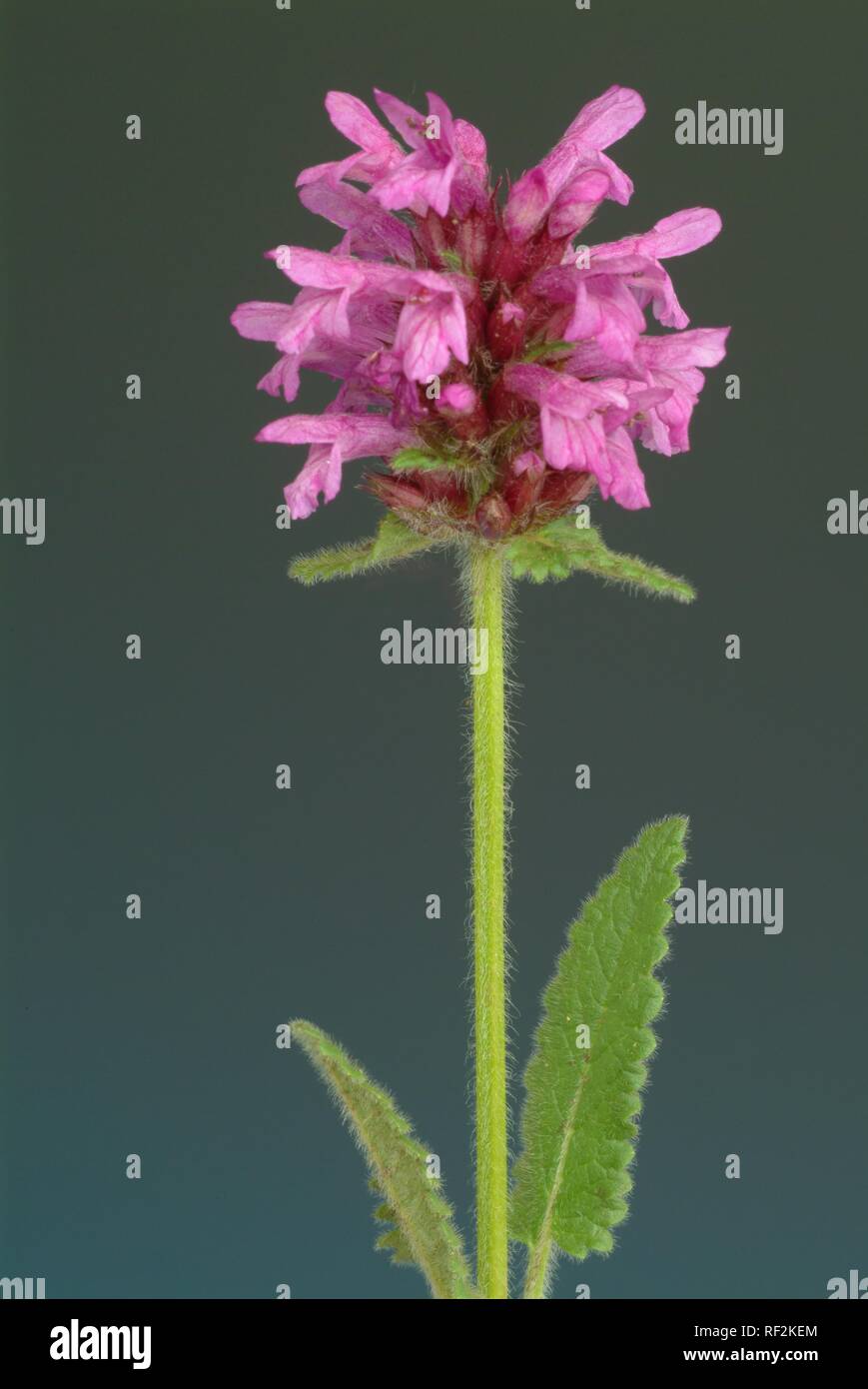 Purple Betony, Wood Betony or Bishop's Wort (Stachys officinalis ...