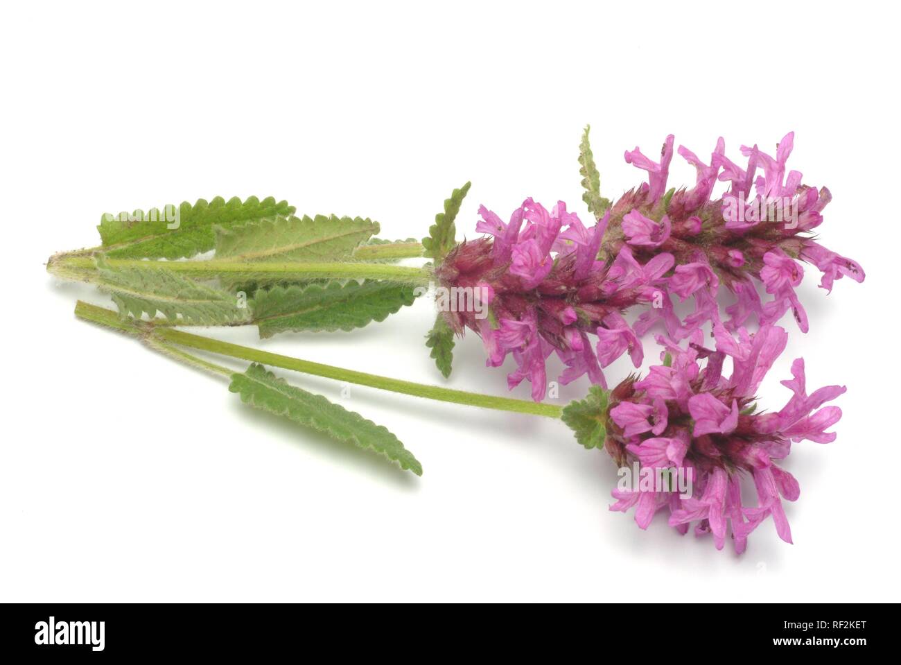 Purple Betony, Wood Betony or Bishop's Wort (Stachys officinalis ...