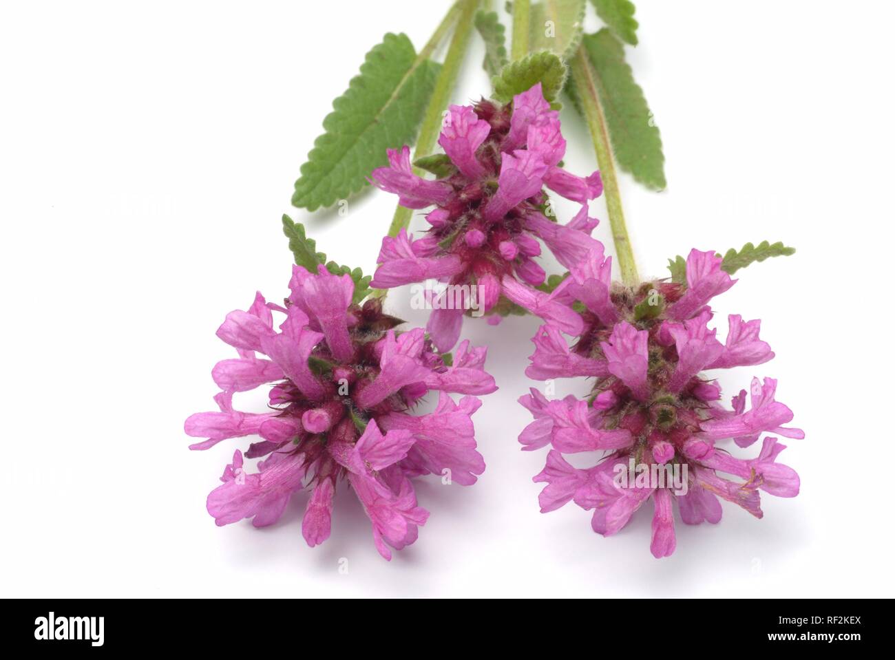 Purple Betony, Wood Betony or Bishop's Wort (Stachys officinalis ...