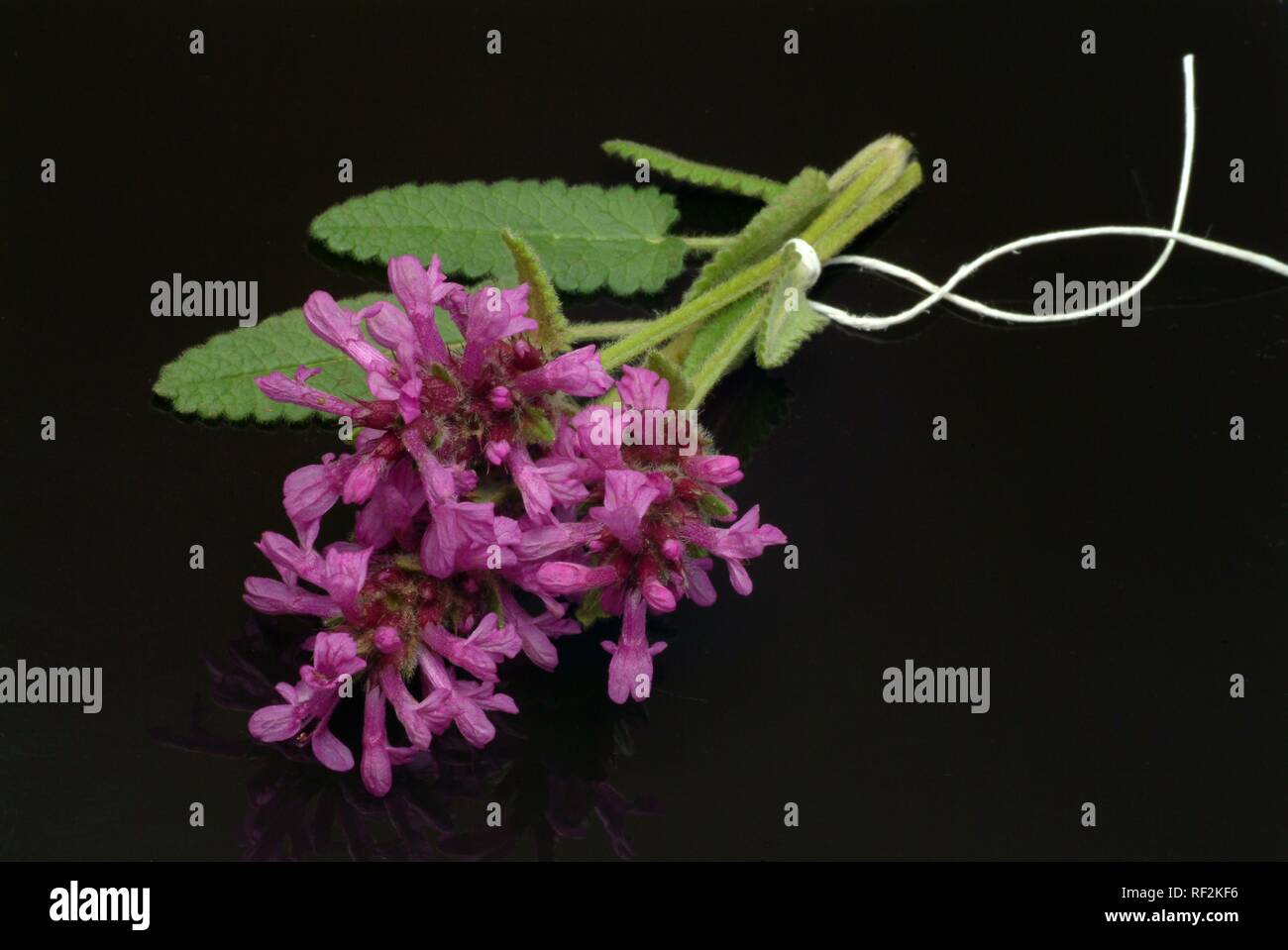 Purple Betony, Wood Betony or Bishop's Wort (Stachys officinalis ...