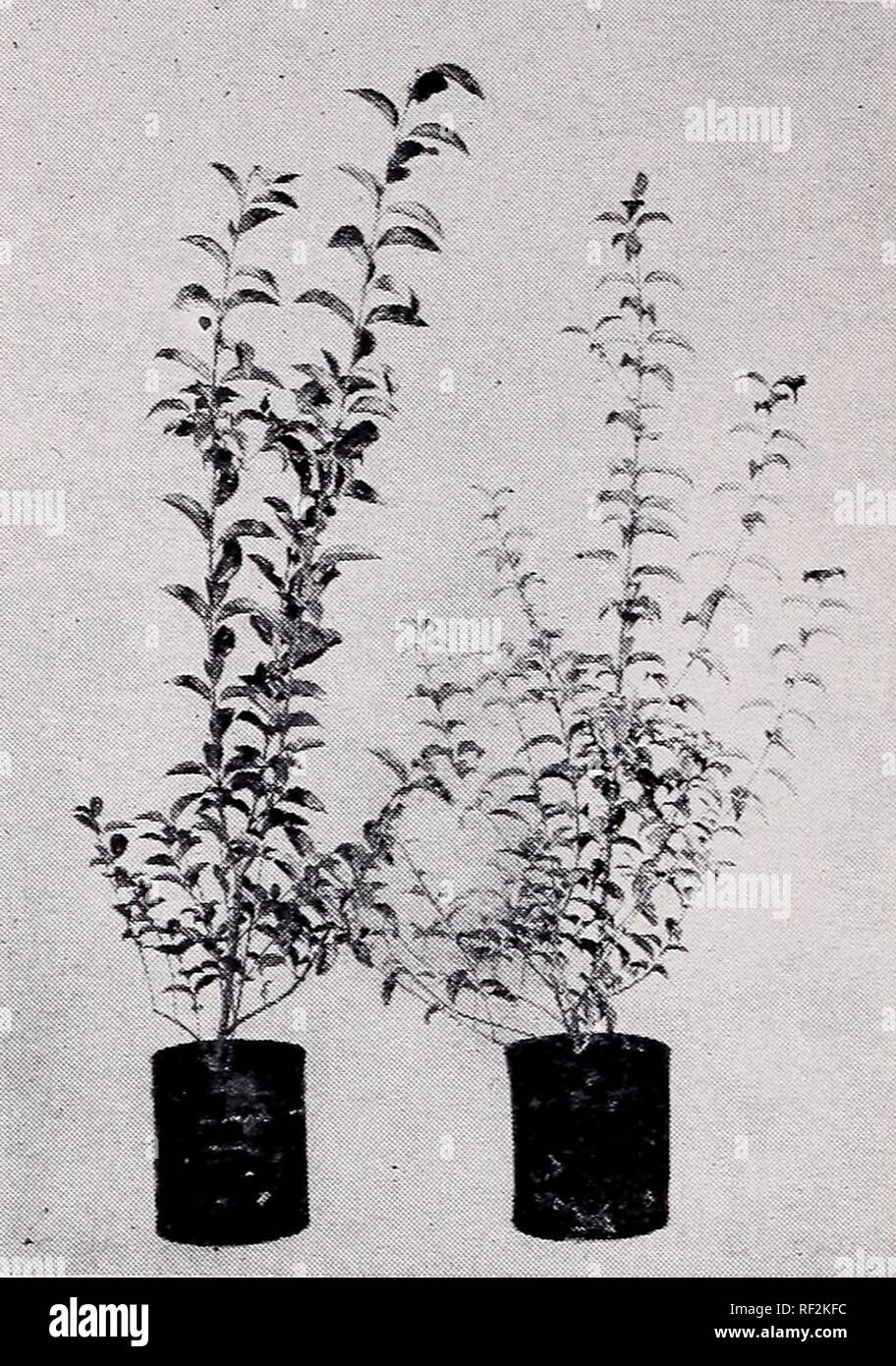 Senisa hi-res stock photography and images - Alamy