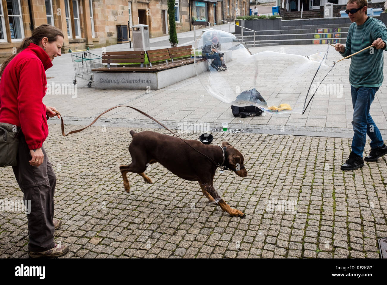 Large dog chases bubbles in fort william high street highlands scotland ...