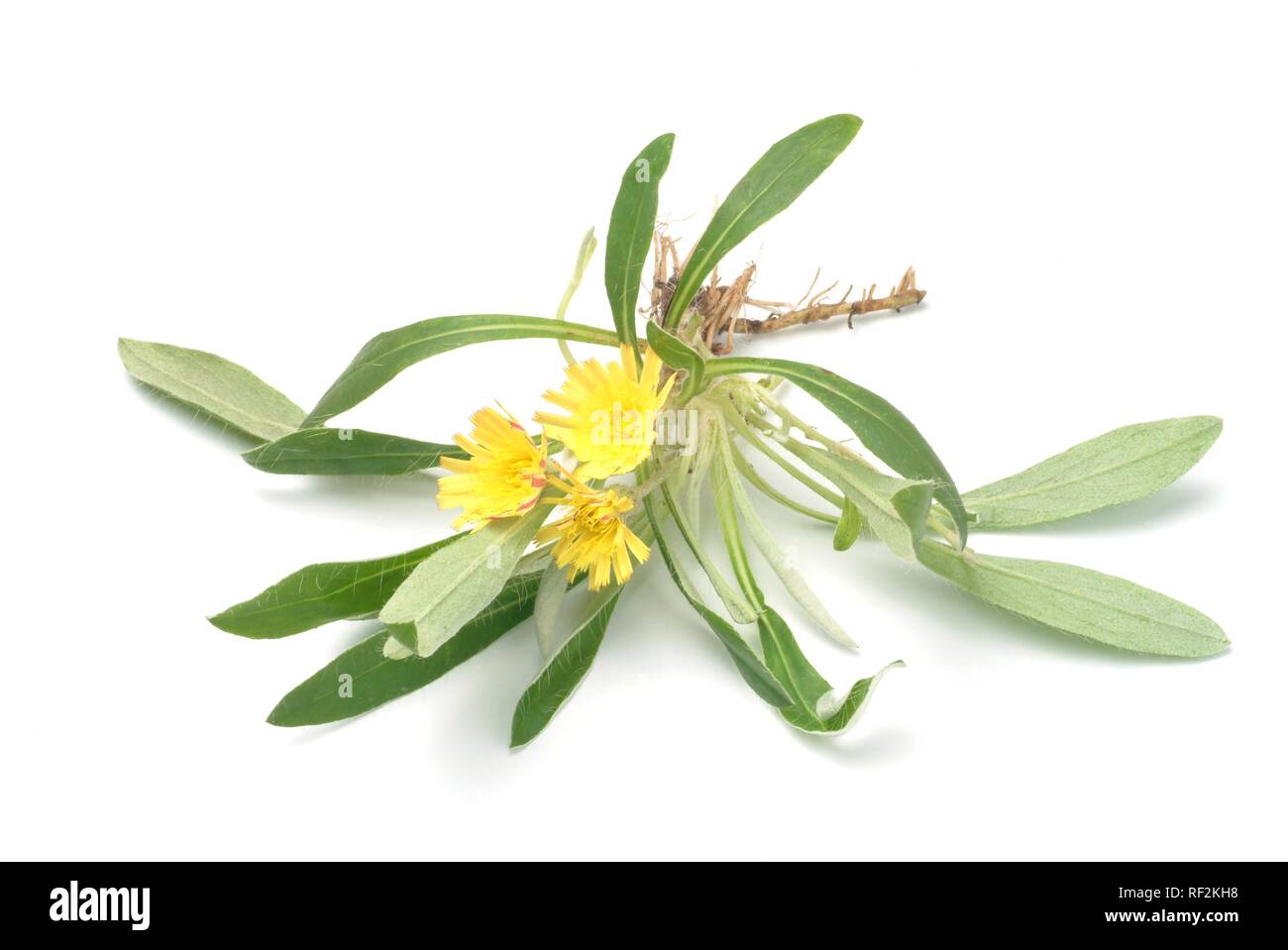 Mouse-ear Hawkweed (Hieracium pilosella euronotum), medicinal plant ...