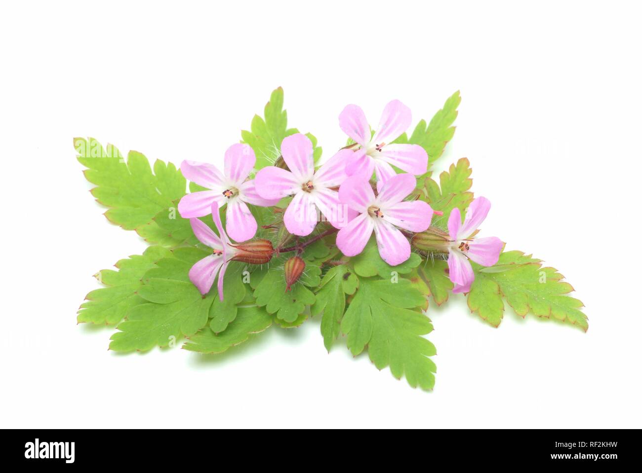 Herb Robert (Geranium robertianum), medicinal plant Stock Photo - Alamy