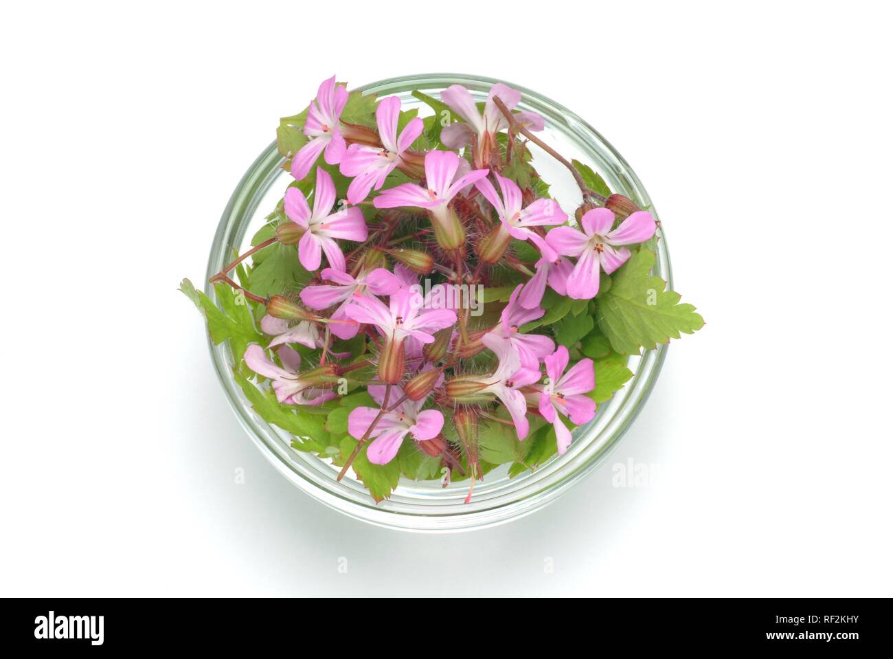 Herb Robert (Geranium robertianum), medicinal plant Stock Photo - Alamy