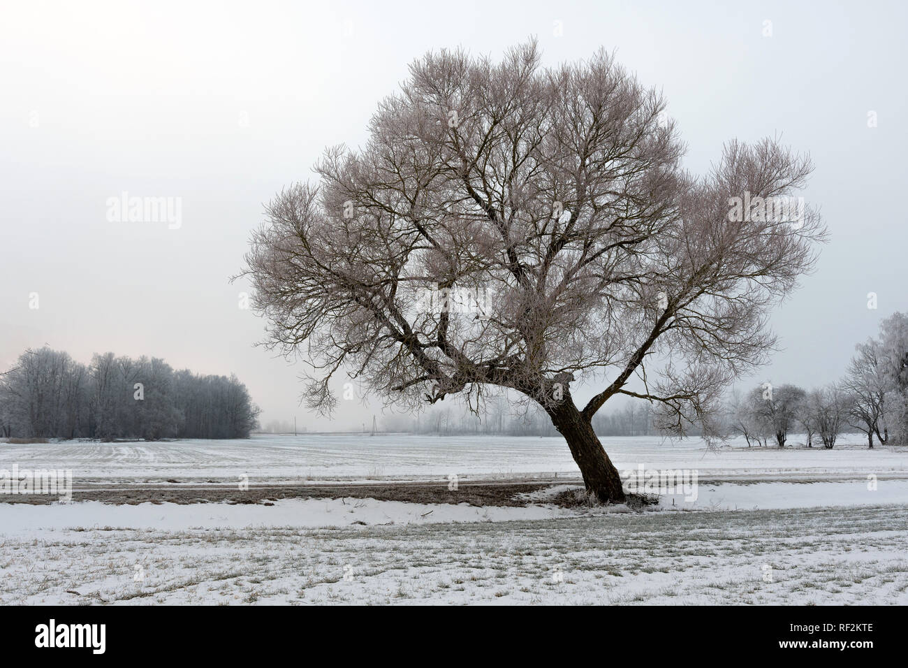 Cold winter morning landscape with a road and lonely tree Stock Photo ...