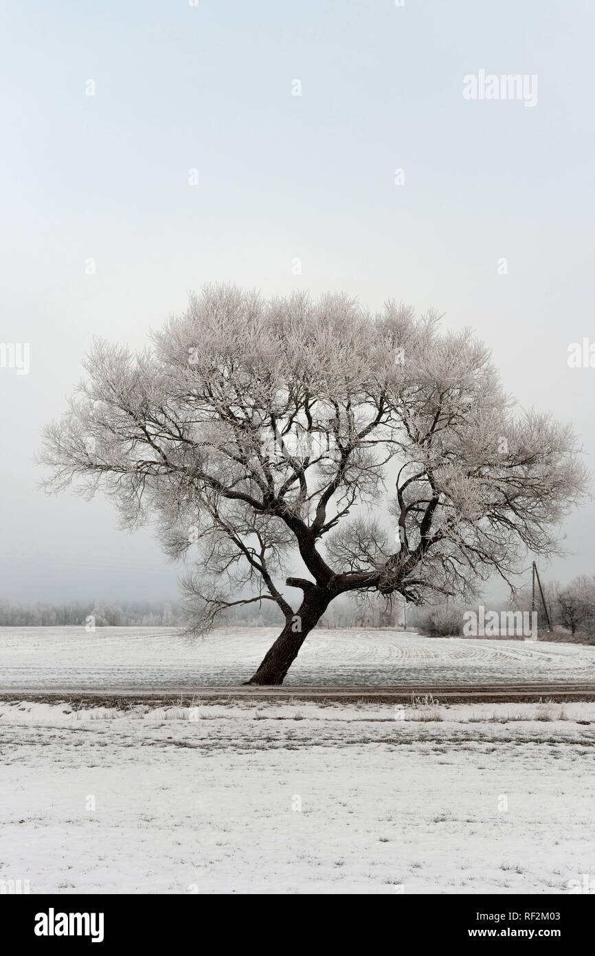 Cold winter morning landscape with a road and lonely tree Stock Photo ...