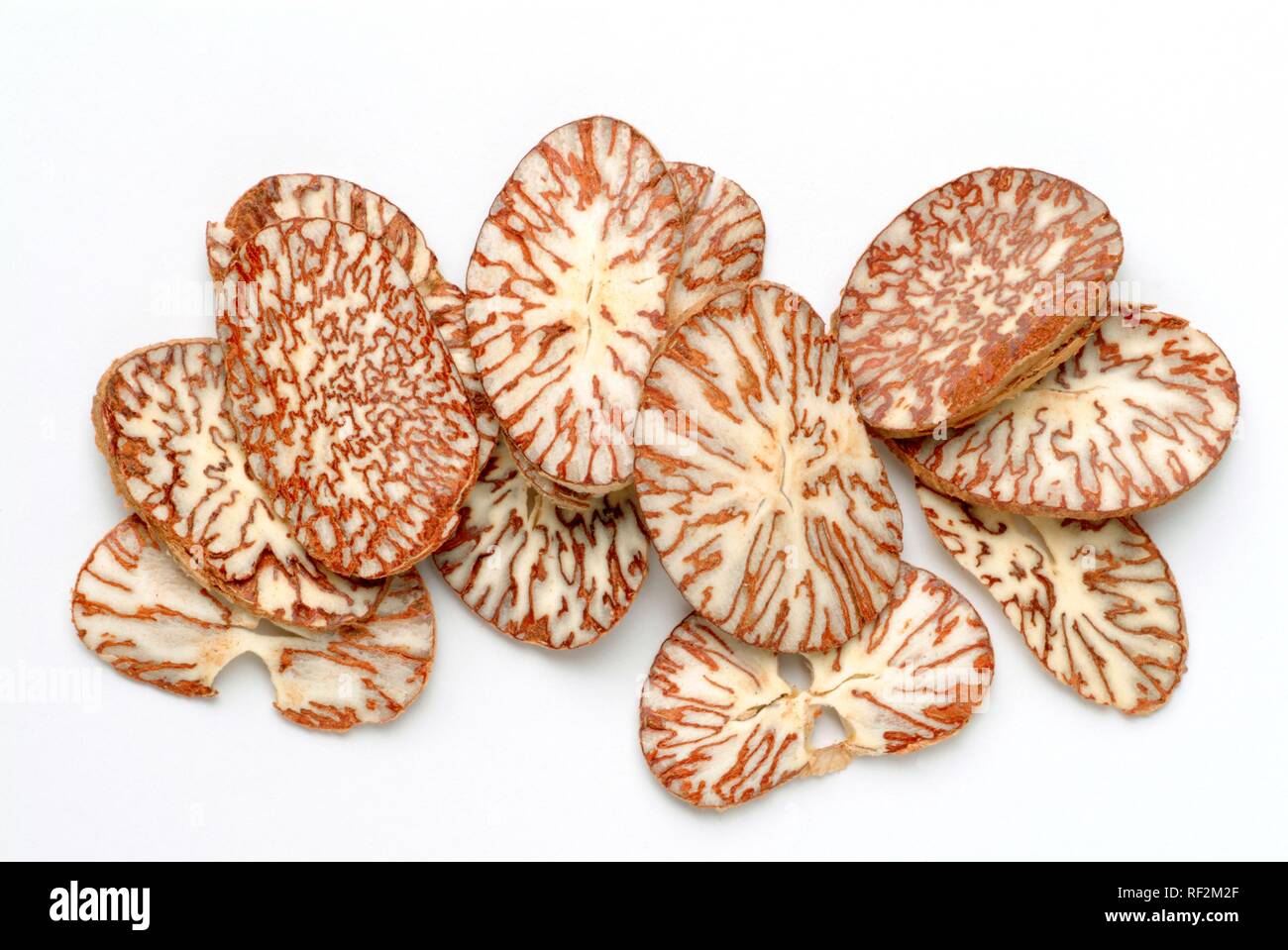 Dried rings of Betel Palm (Areca catechu) aka Betel Nut Tree or Pinang ...