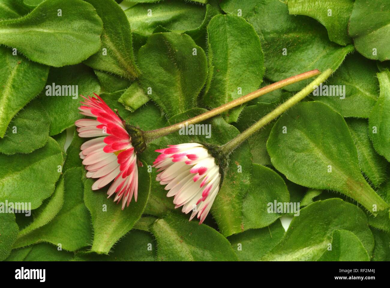 Common Daisy, Lawn Daisy or English Daisy flowers and leaves (Bellis ...
