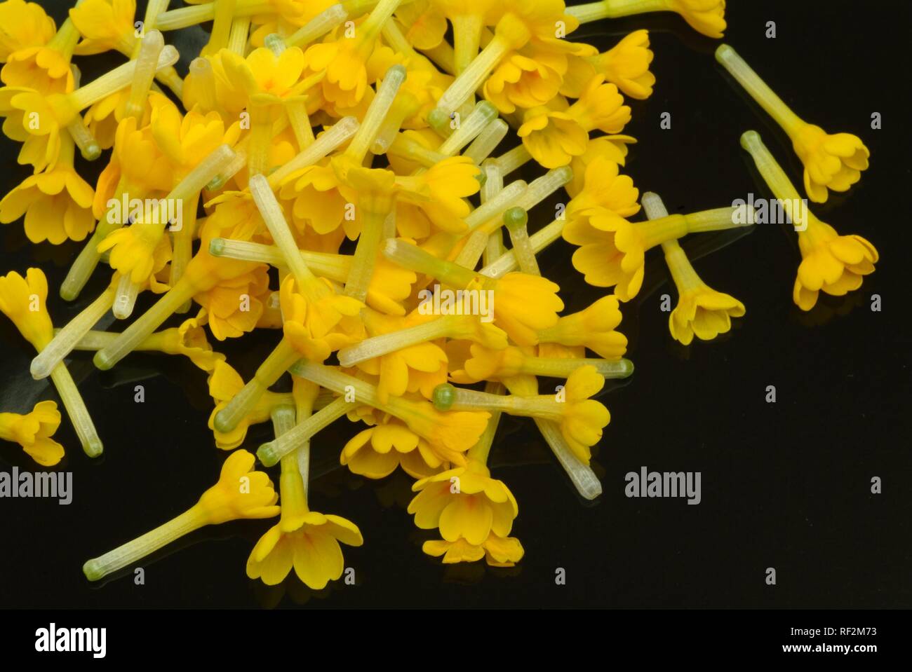 Primrose (Primula veris), medicinal plant Stock Photo - Alamy