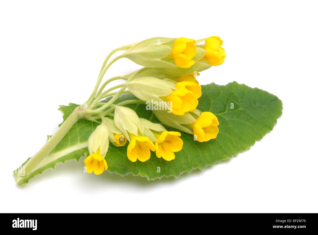 Primrose (Primula veris), medicinal plant Stock Photo - Alamy
