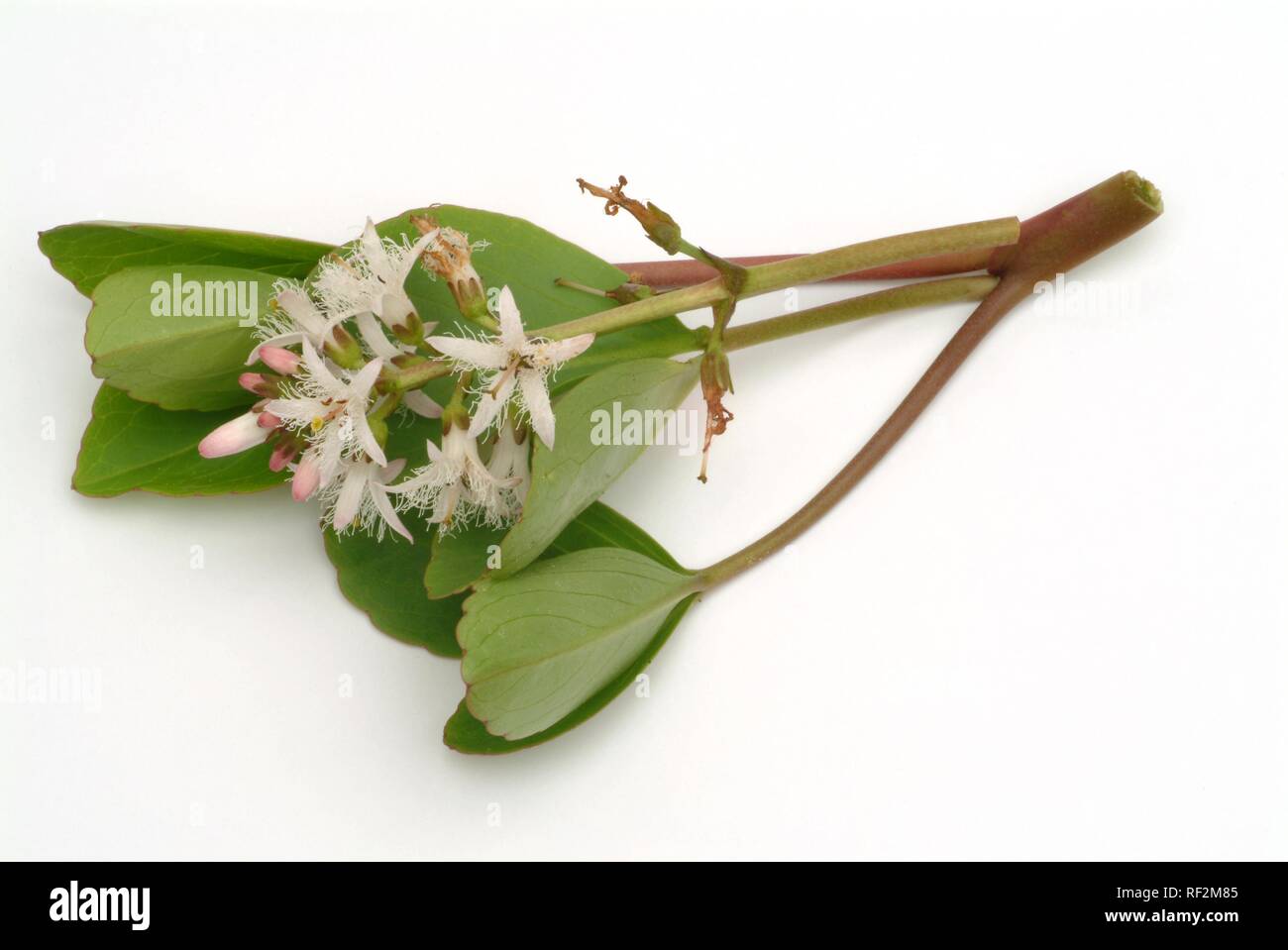 Bog Bean, Buckbean (Menyanthes trifoliata), medicinal plant Stock Photo ...
