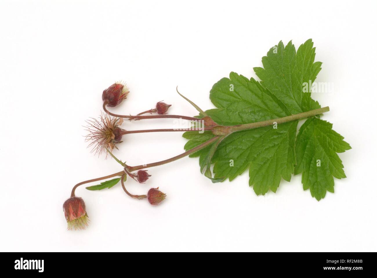 Geum leaves hi-res stock photography and images - Alamy