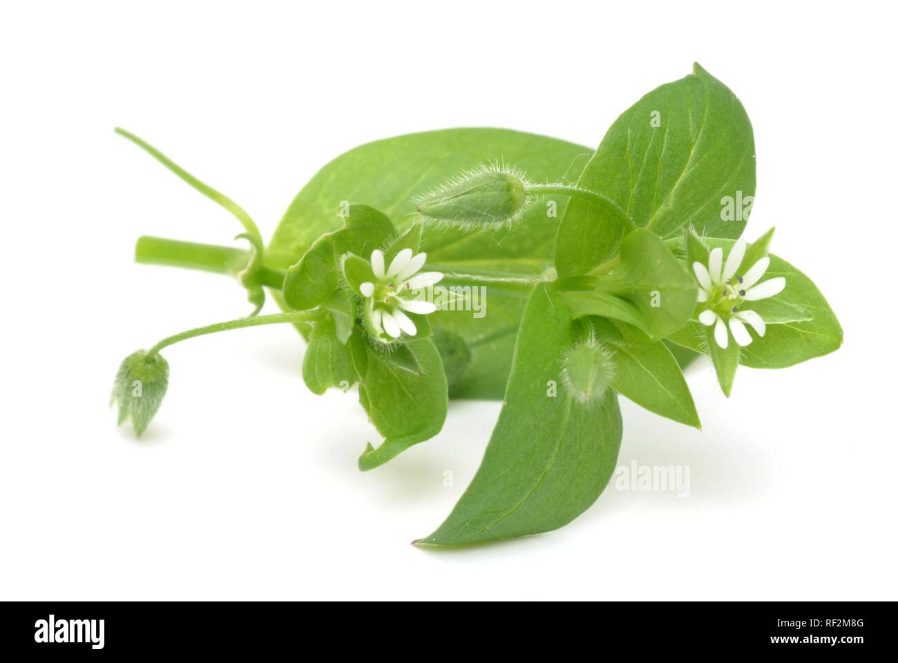 Chickweed (Stellaria media), medicinal plant Stock Photo - Alamy