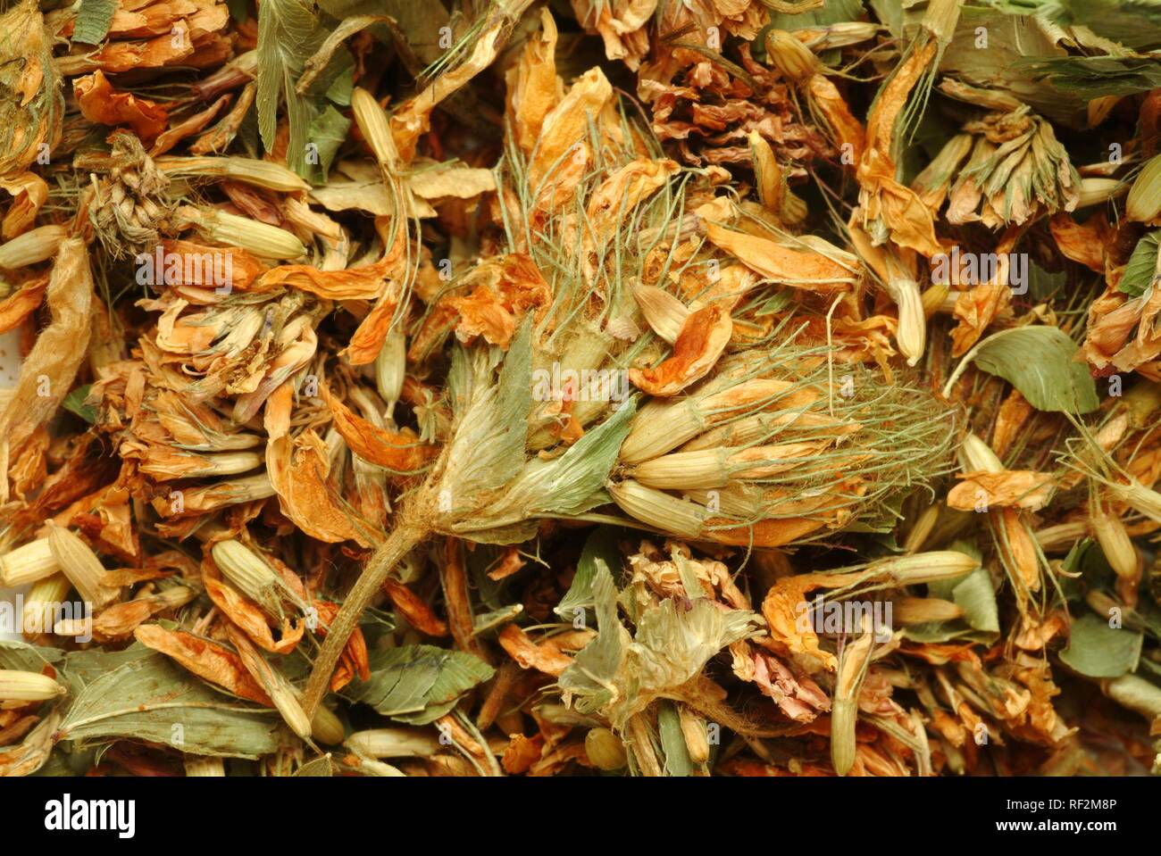 Dried white clover (Trifolium repens), medicinal plant Stock Photo - Alamy