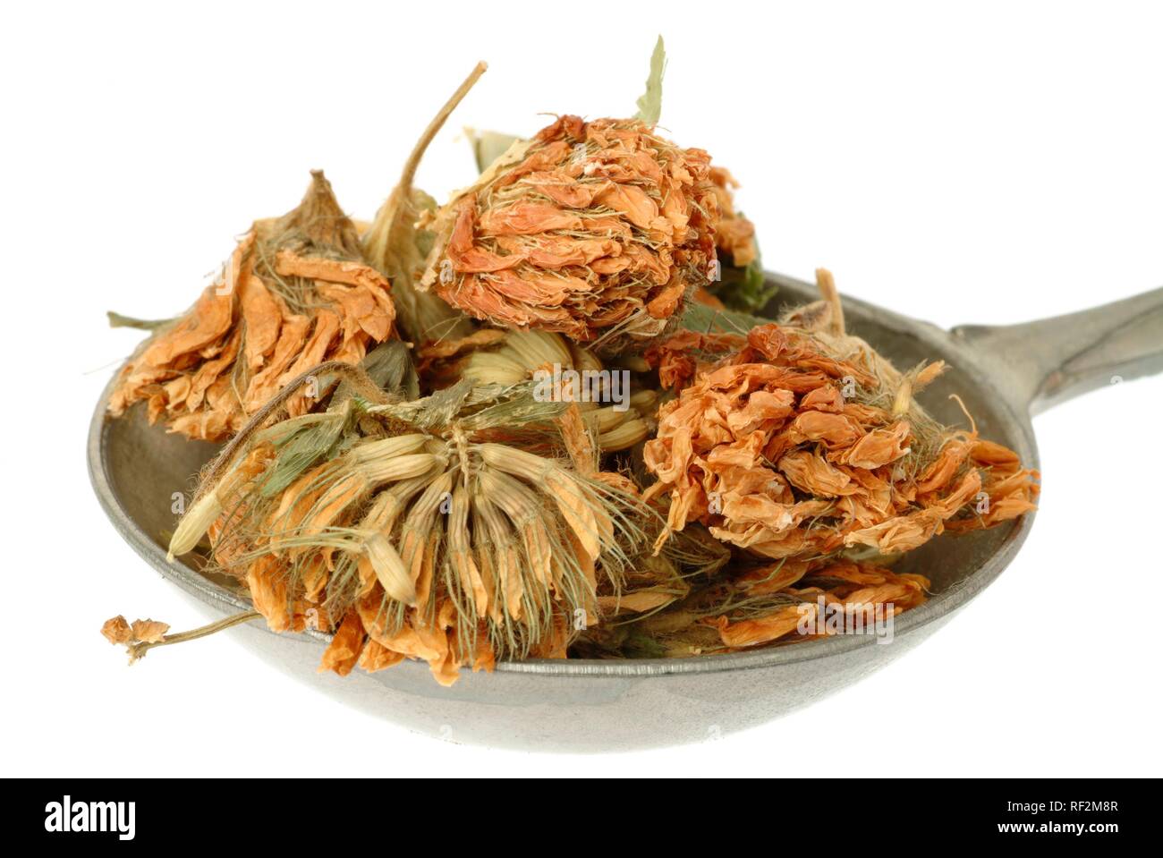 Dried white clover (Trifolium repens) buds in a measuring spoon ...