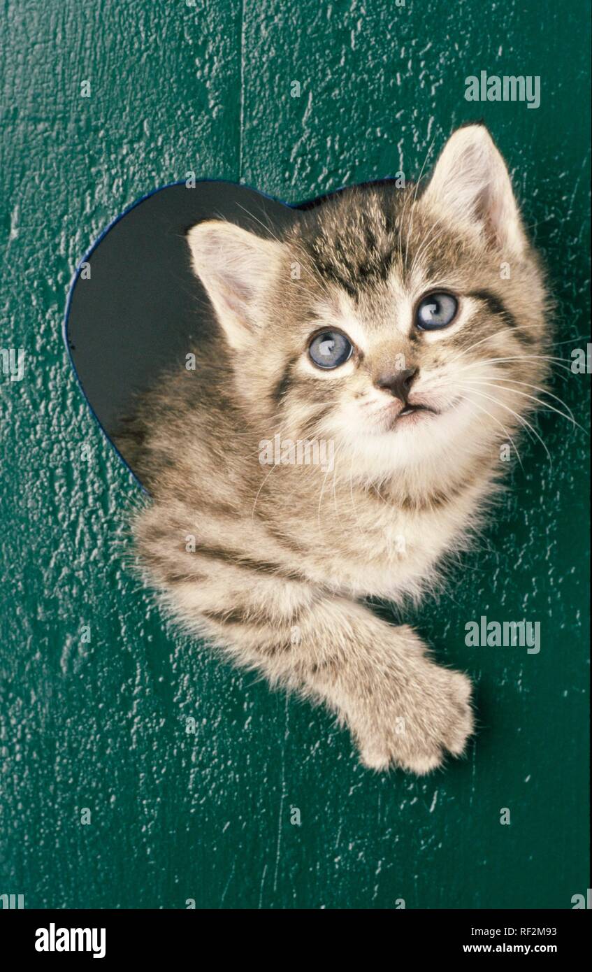 Cut Out Kitten High Resolution Stock Photography and Images - Alamy
