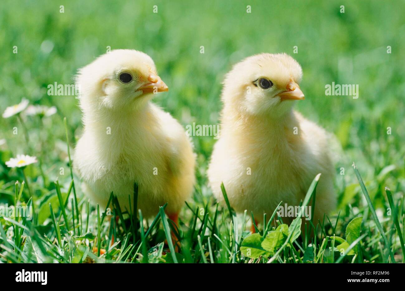 Hen two chicks hi-res stock photography and images - Alamy