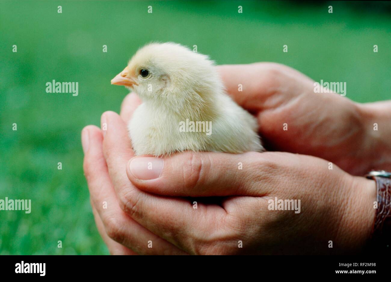Hands holding a chick Stock Photo - Alamy