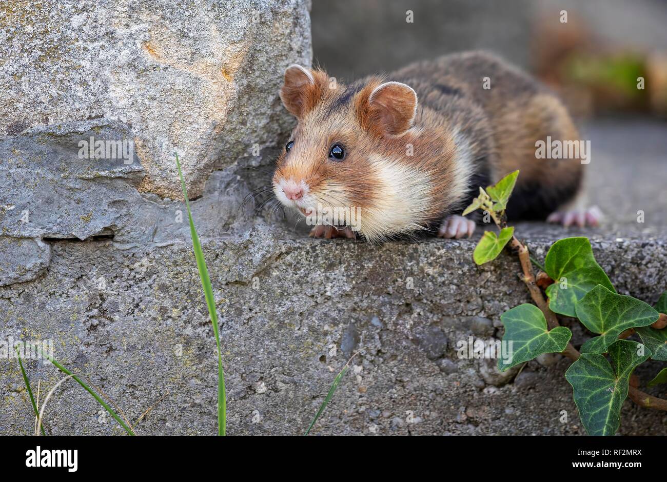 European hamster (Cricetus cricetus) in a park, Austria Stock Photo - Alamy