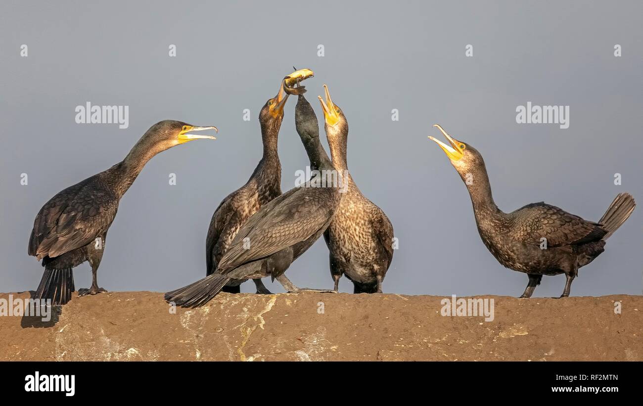 Great cormorant (Phalacrocorax carbo), group is fighting over a ...