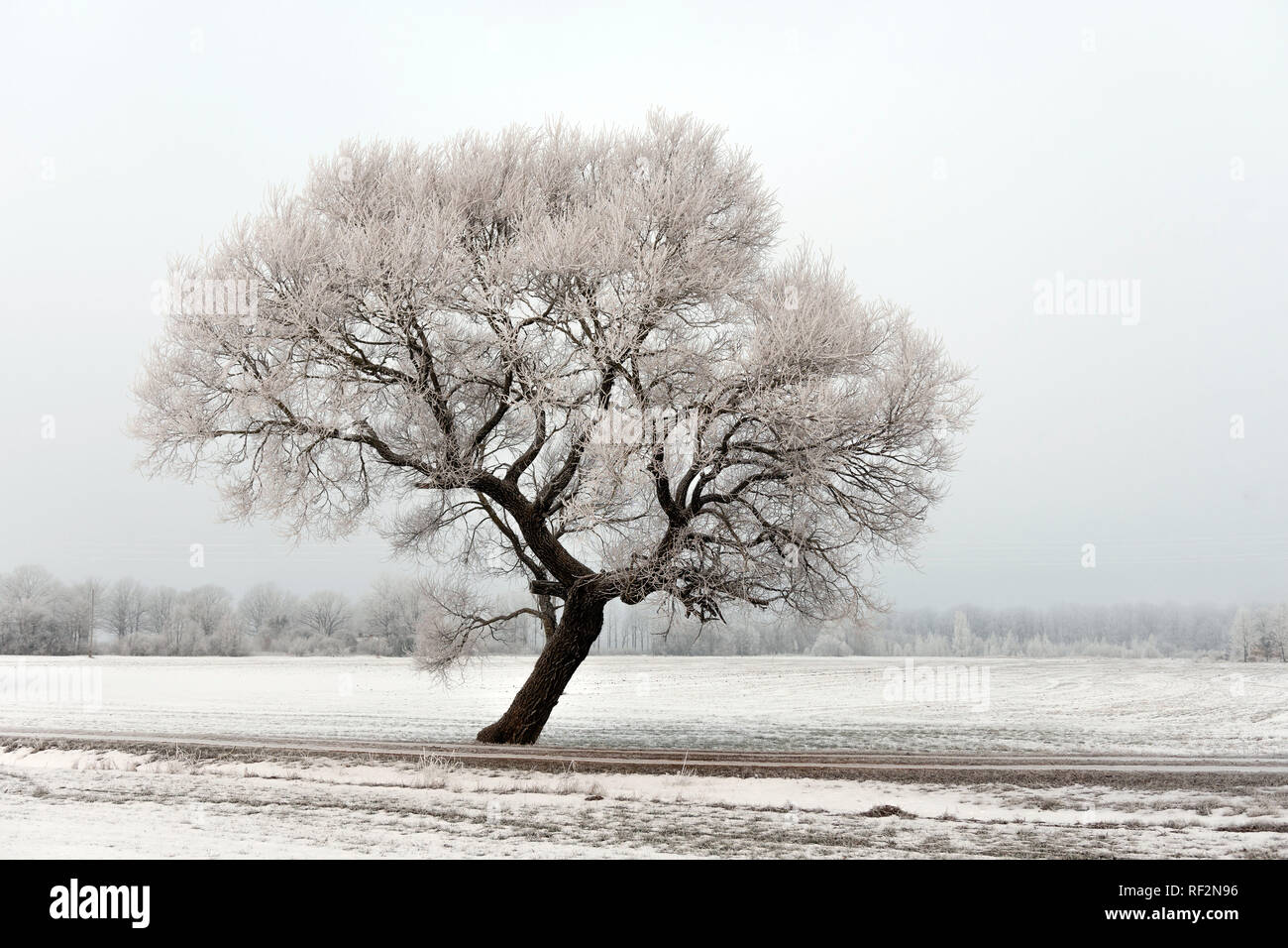 Cold winter morning landscape with a road and lonely tree Stock Photo ...