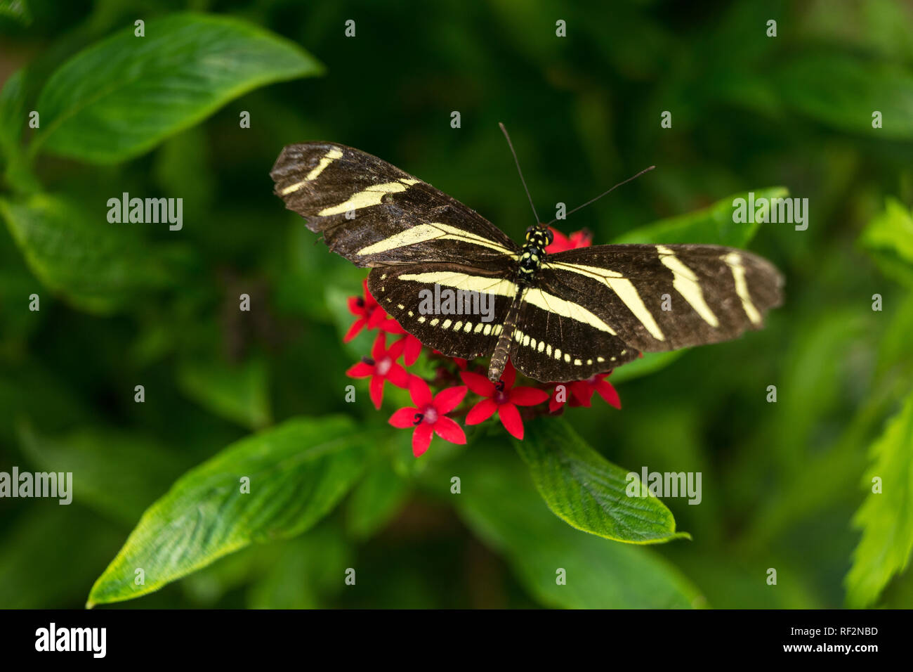 Zebra long wing hi-res stock photography and images - Alamy