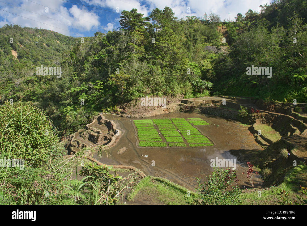 The beautiful UNESCO rice terraces in Hapao, Banaue, Mountain Province ...