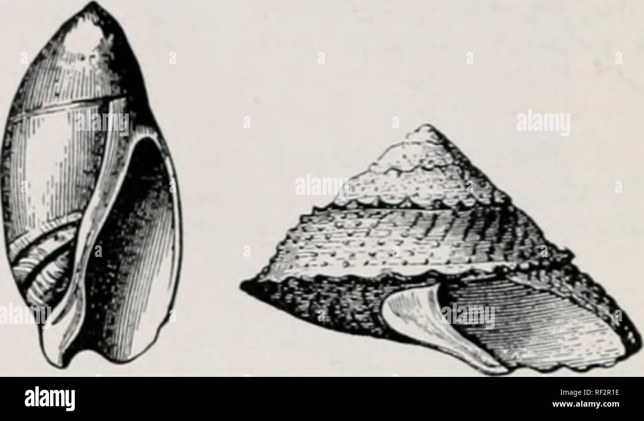 . A catalog of recent Mollusca from all parts of the world. Mollusks ...