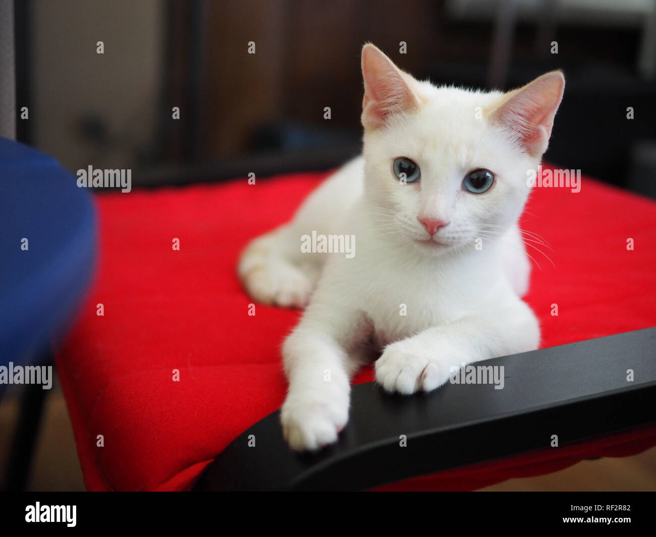 Baby Mitzie the Flame point Siamese when she was 3 month old Stock ...