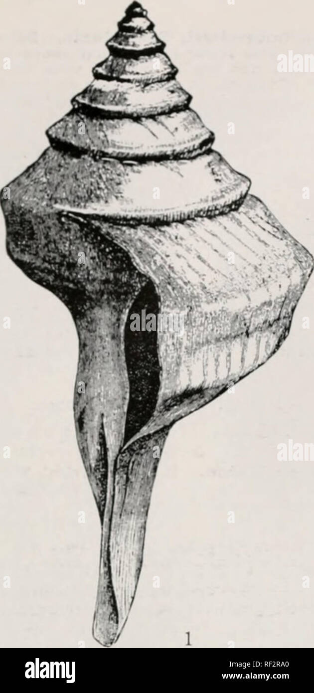 . A catalog of recent Mollusca from all parts of the world. Mollusks ...