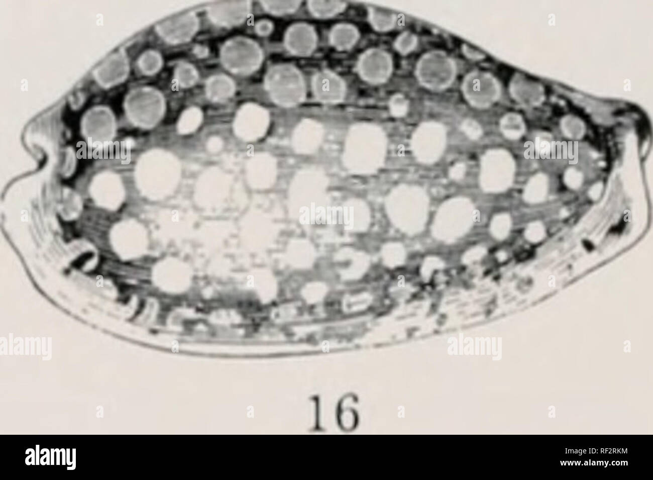 . A catalog of recent Mollusca from all parts of the world. Mollusks ...