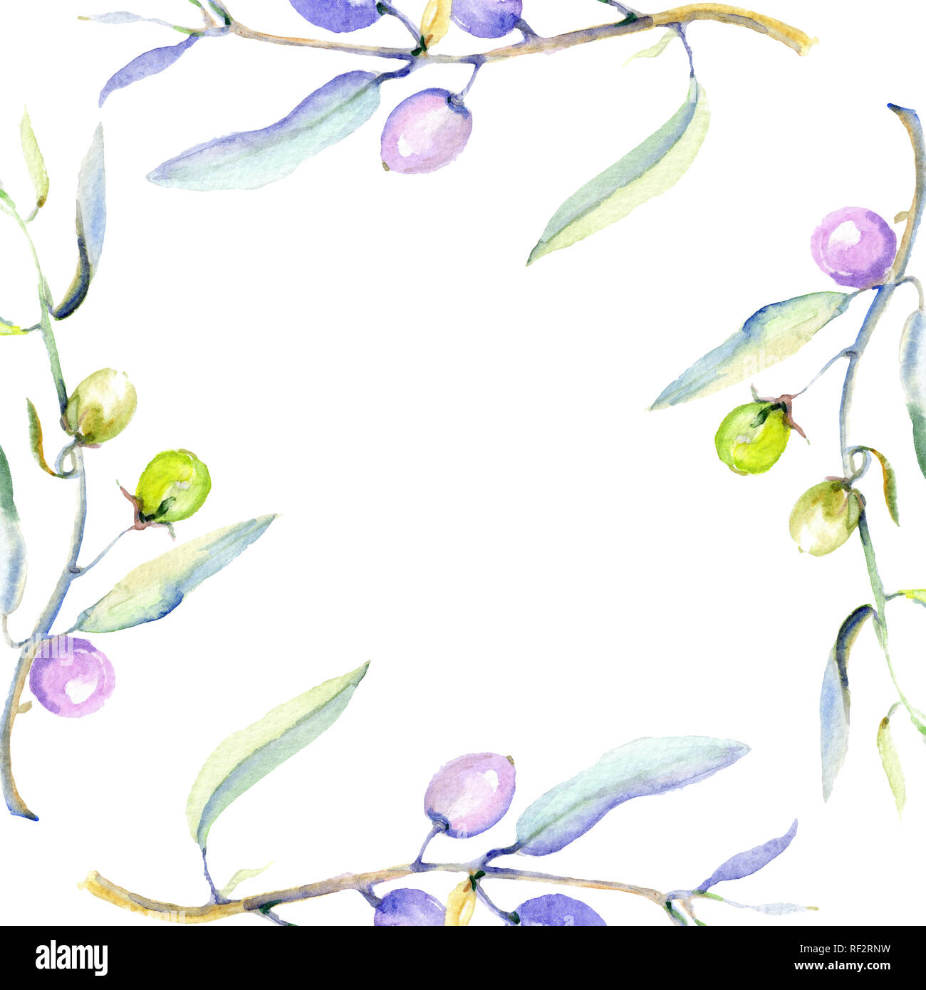 Olive watercolor background illustration set. Watercolour drawing ...