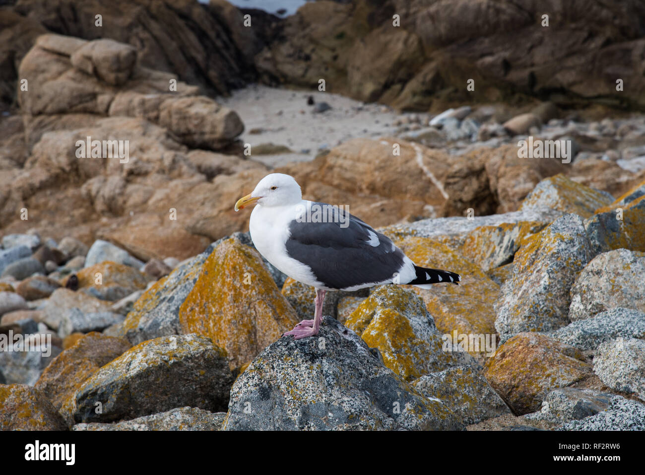Seagull perched on a rock near the beach front Stock Photo - Alamy