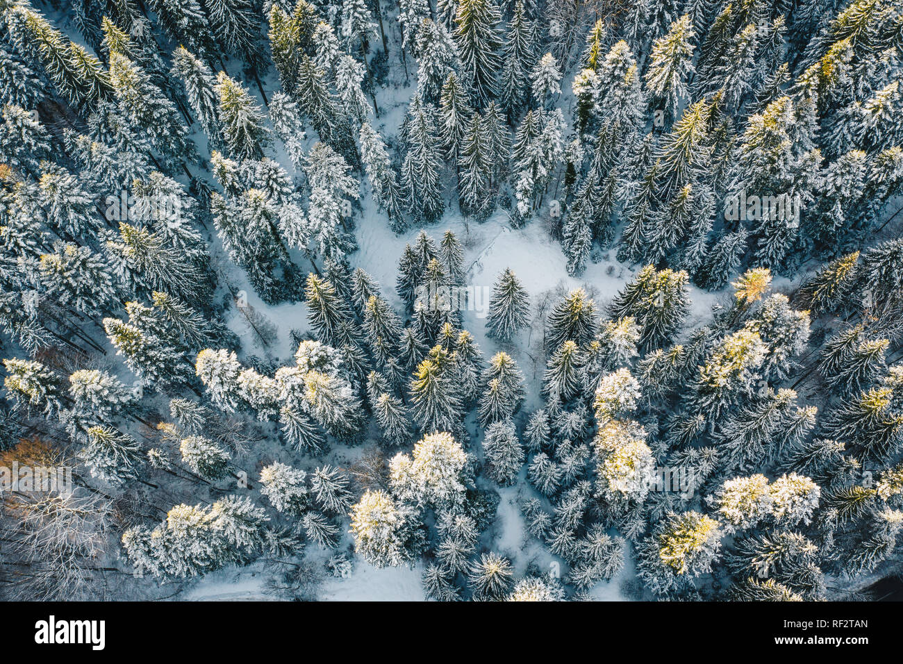 Snowy curved trees in forest hi-res stock photography and images - Alamy