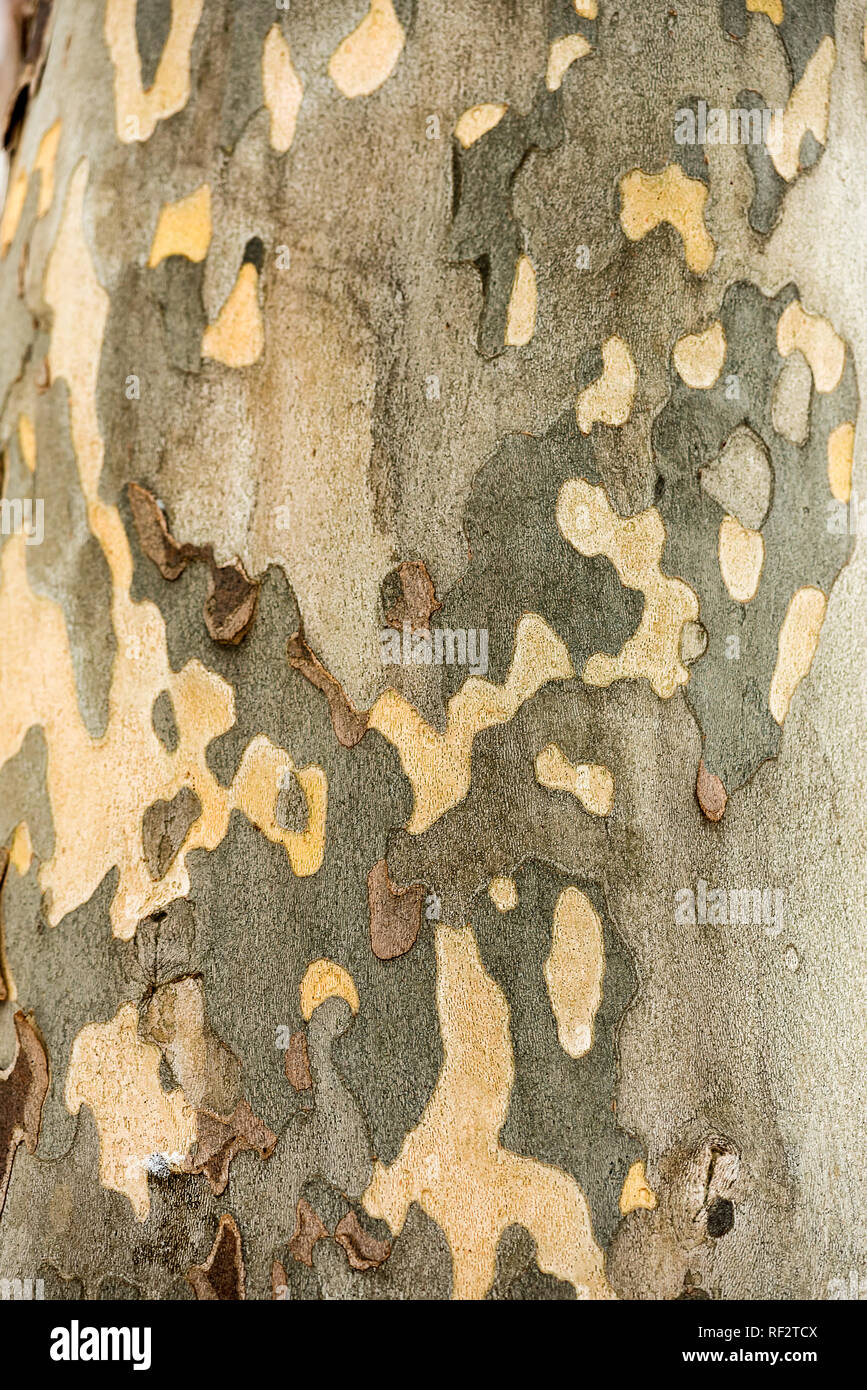 The texture of the bark of the sycamore tree Stock Photo - Alamy