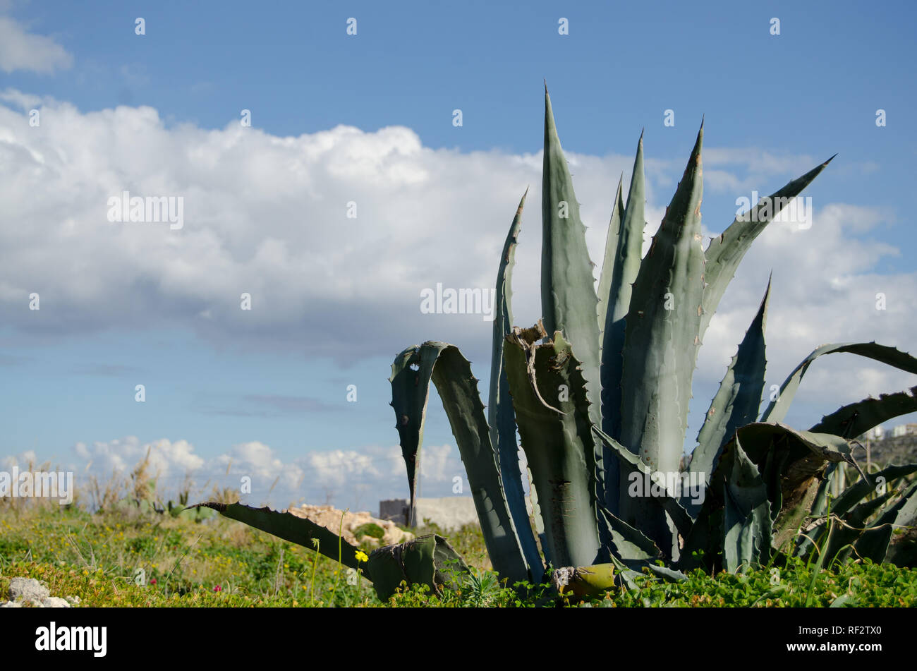 Giant Aloe Vera plants over the blue sky with white clouds Mellieha ...