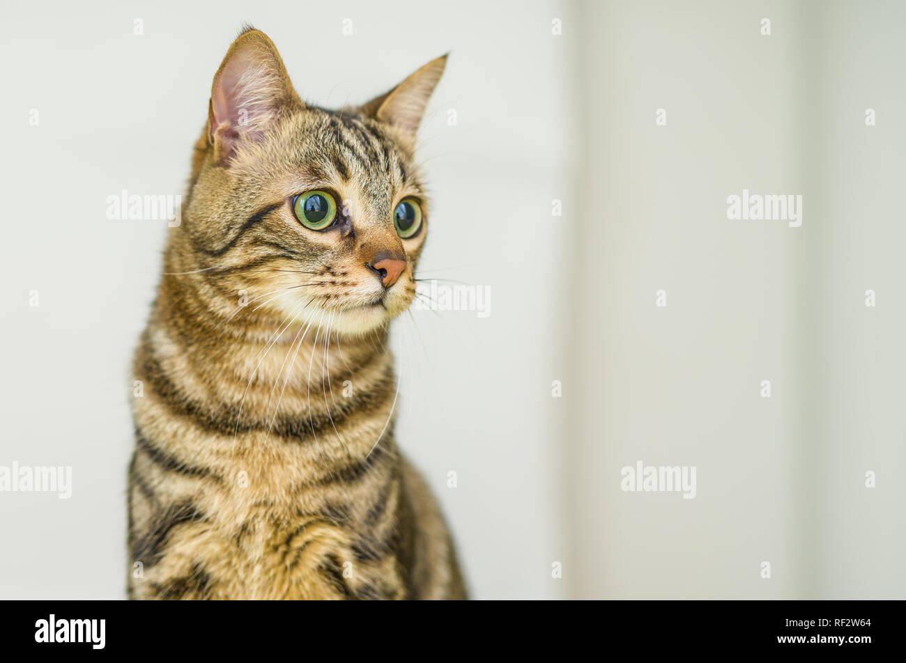 Cute short hair cat looking curious and snooping at home Stock Photo ...